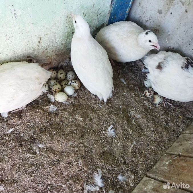 Перепелки несушки