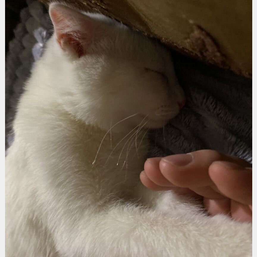 Отдам котенка в добрые руки
