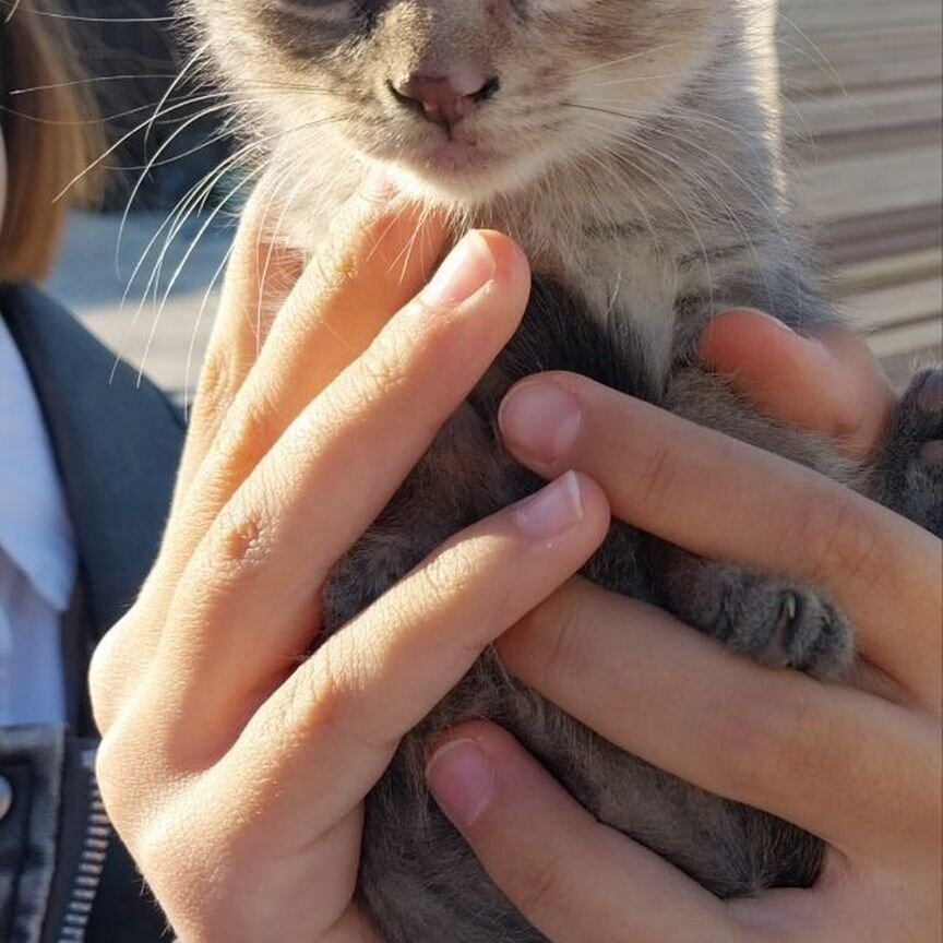 Котята в добрые руки бесплатно
