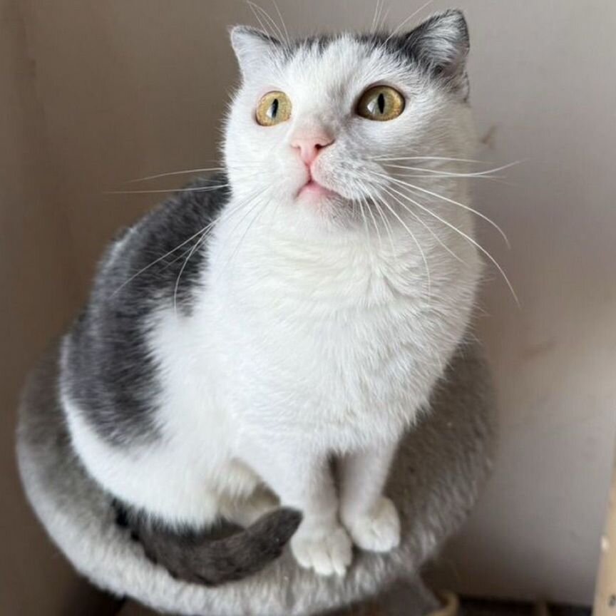 Турецкий ван, взрослая кошка