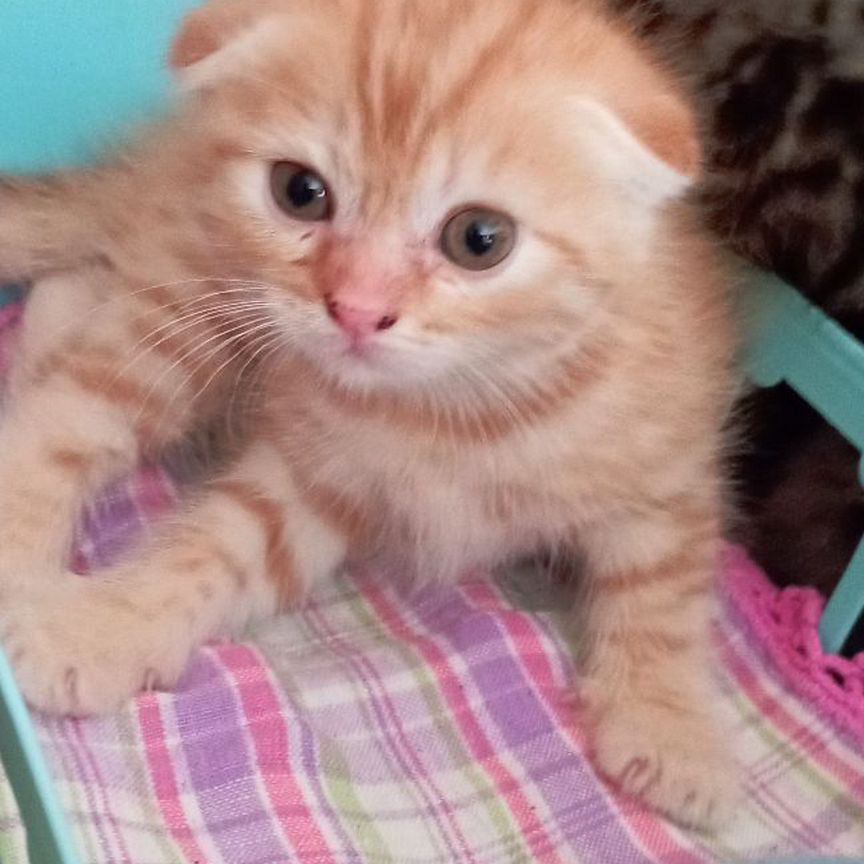 Котята от вислоухой кошки, возраст 1 месяц