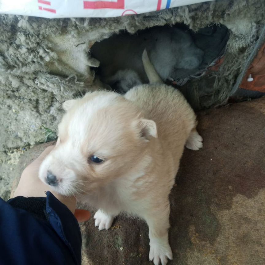 Щенок в добрые руки бесплатно