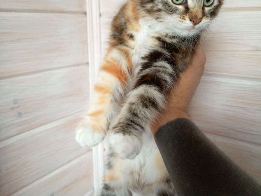 Кошка