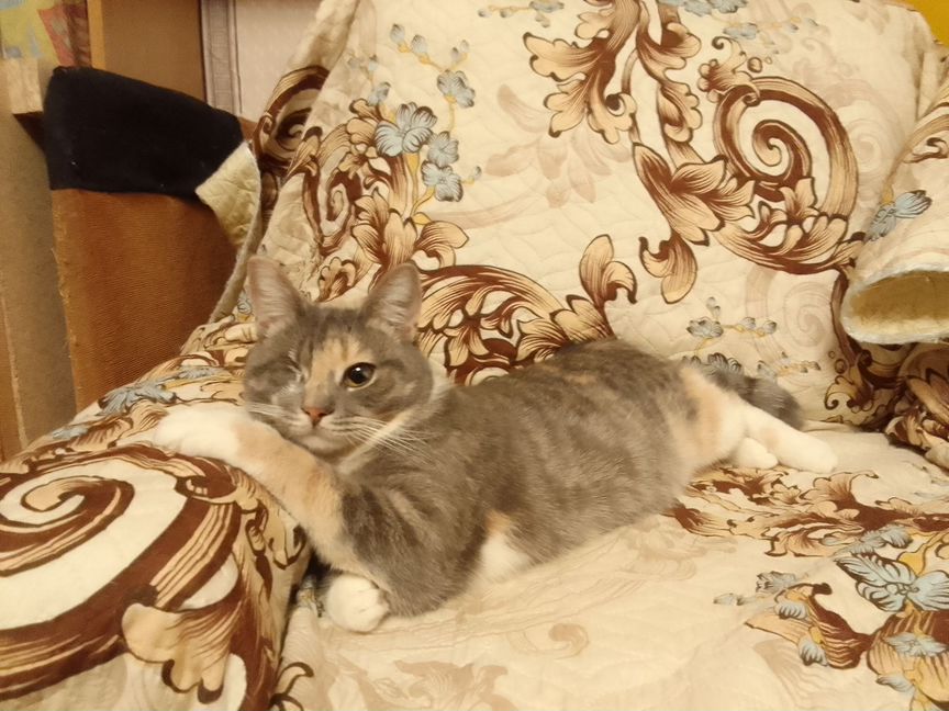 Кошечка в добрые руки