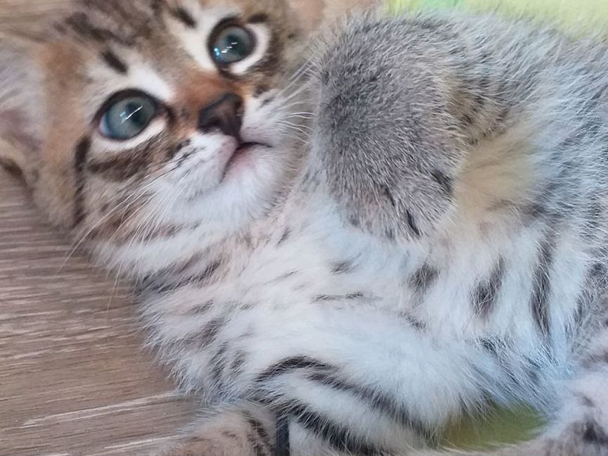 Котята в добрые руки мальчики