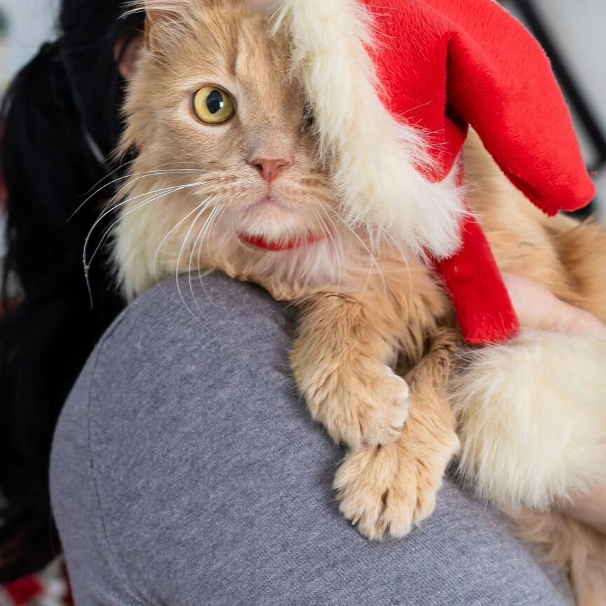 Пушистое рыжее счастье