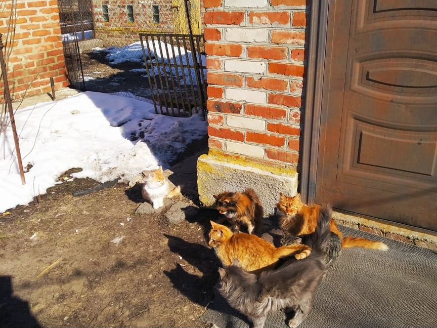 Рыжие коты