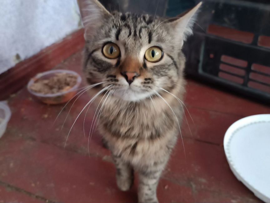 Отдам в добрые руки двух котиков