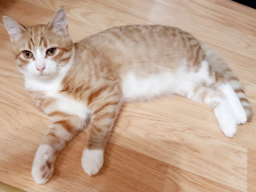 Кошки в добрые руки бесплатно