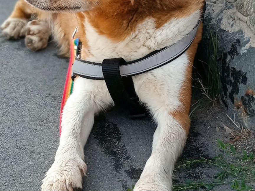 Боцман в добрые руки