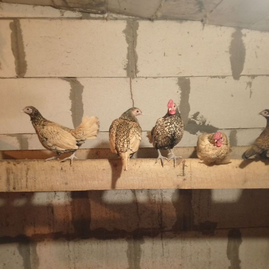 Куры бентамки алтайские