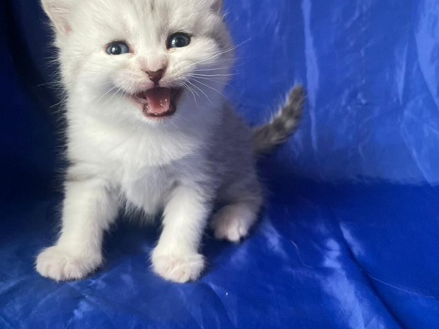 Шотландские вислоухие котята,страйт