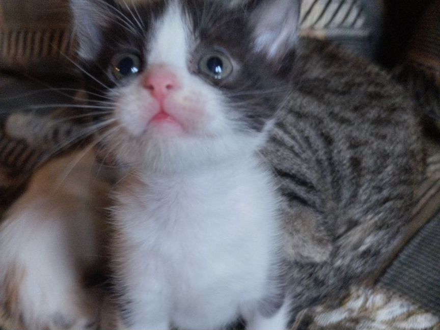 Отдаем в добрые руки девочку(возраст 1 мес)