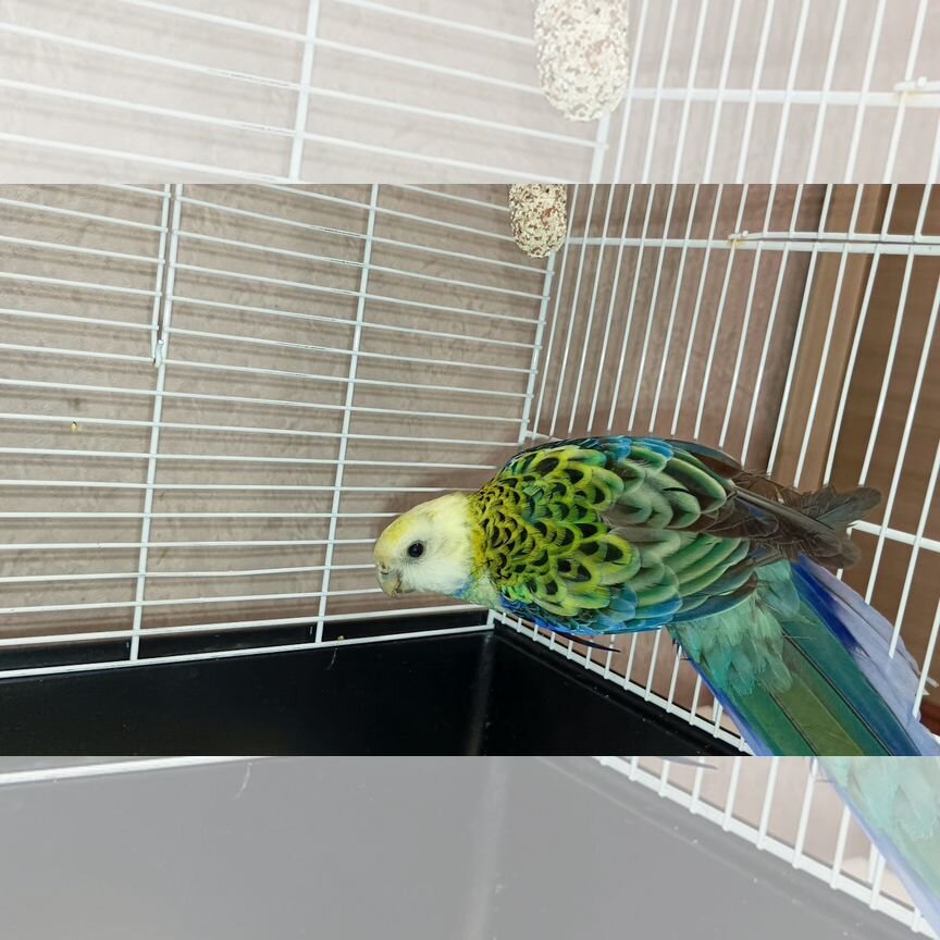 Попугай Розелла голубая