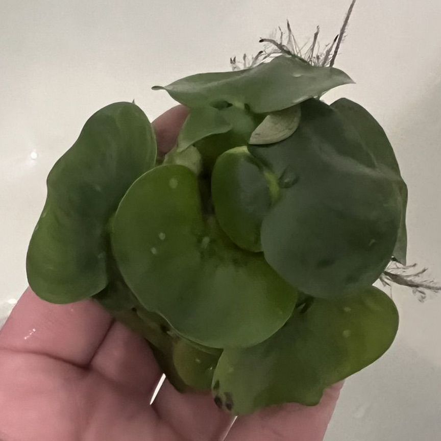 Аквариумные растения