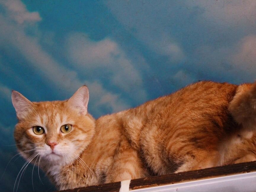 Кот рыжий молодой добрый ласковый красивый