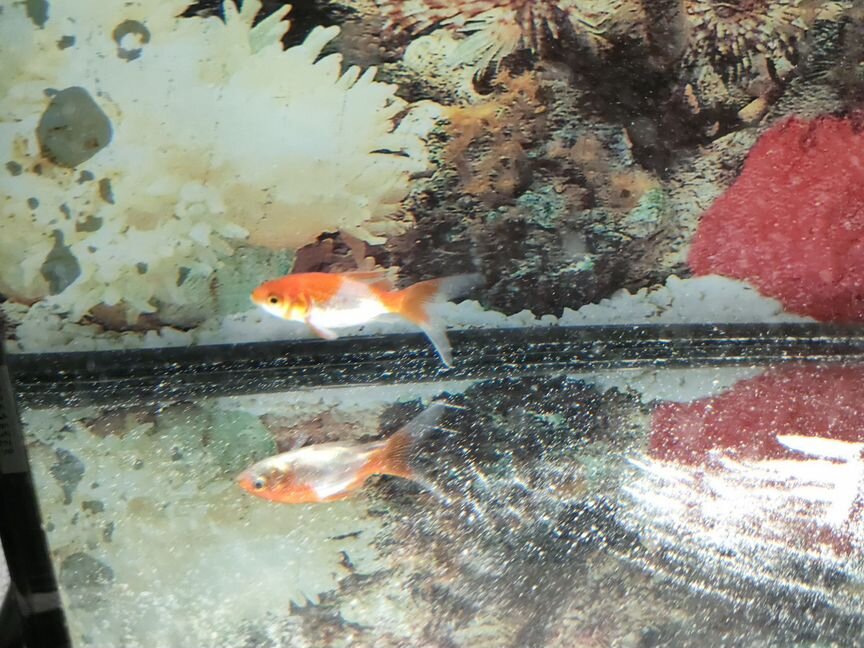 Рыба комета