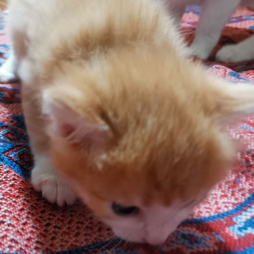 Котятки милашки