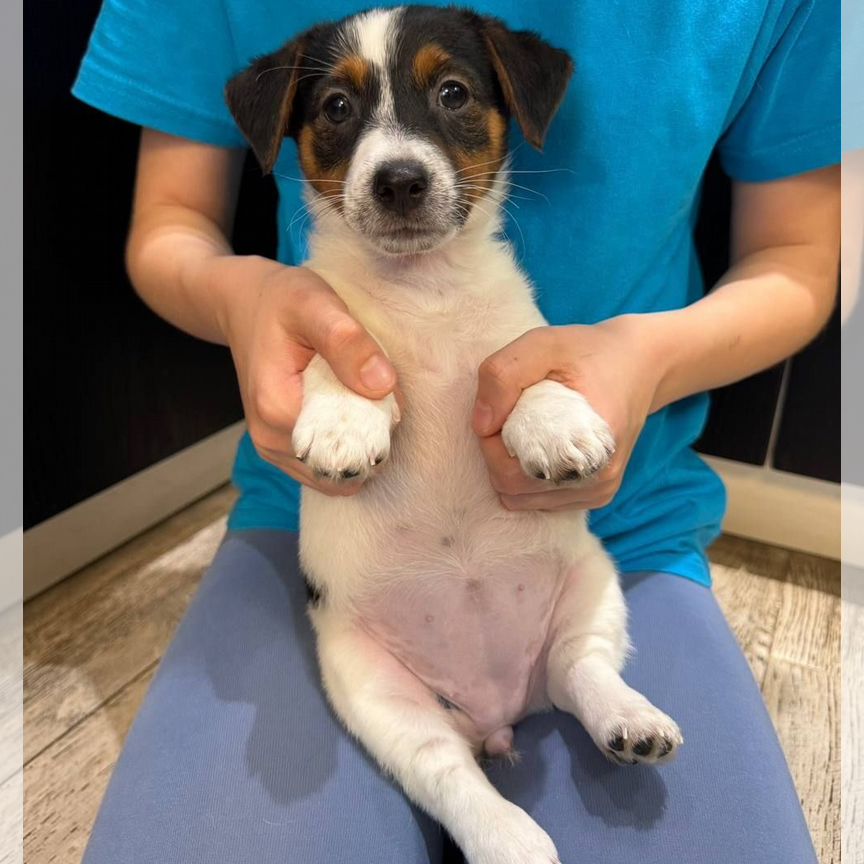 Джек-рассел-терьер, щенок