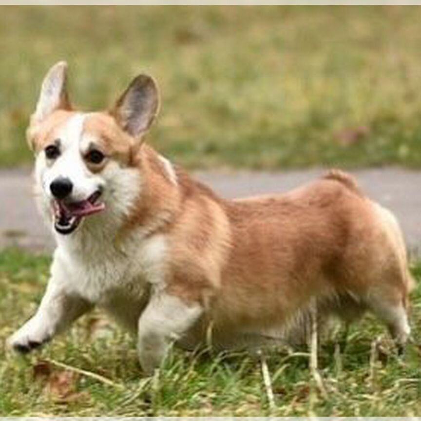 Взрослый кобель