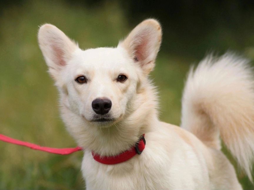 Небольшая собачка скоро окажется на улице