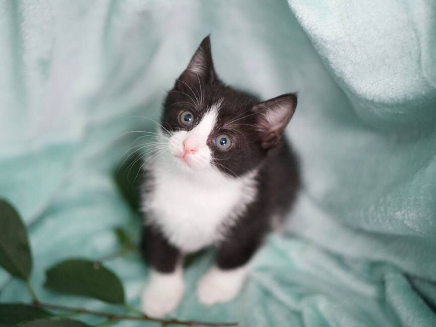 Котенок По черно-белые котята