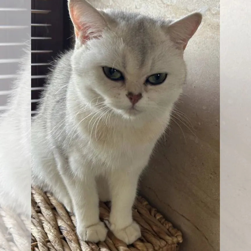 Шотландская кошечка
