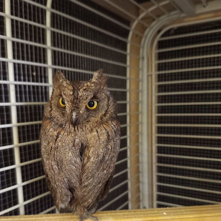 Плюшка не сова