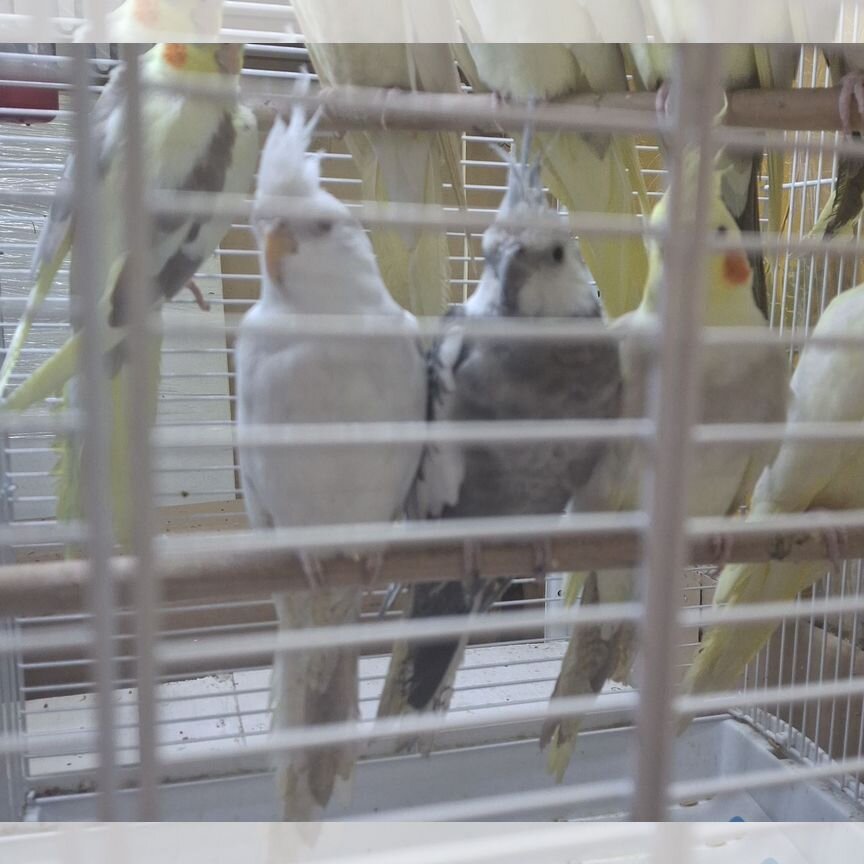 Попугай корелла белолицая (безщекая)