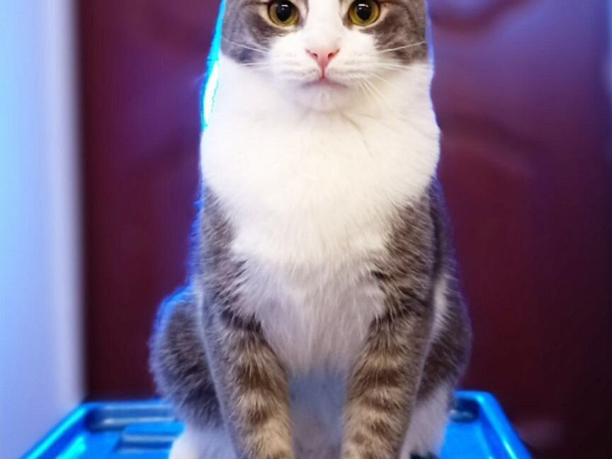 Котик Томас ищет дом