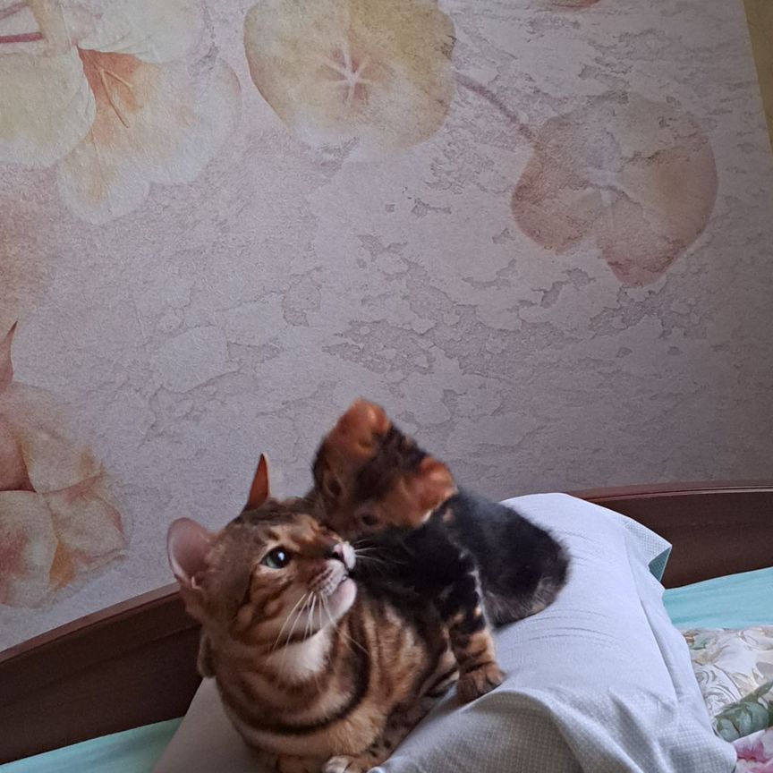 Котики маленькие мальчики