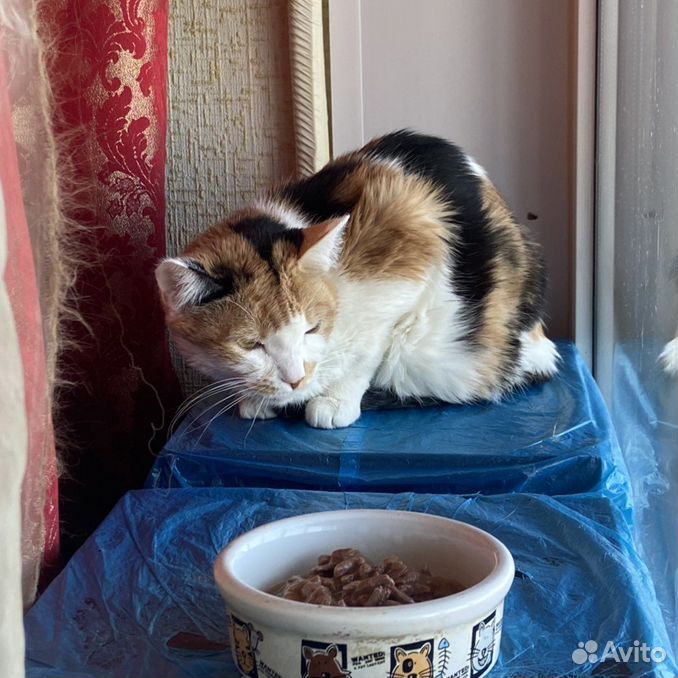 Кошка взрослая ищет дом