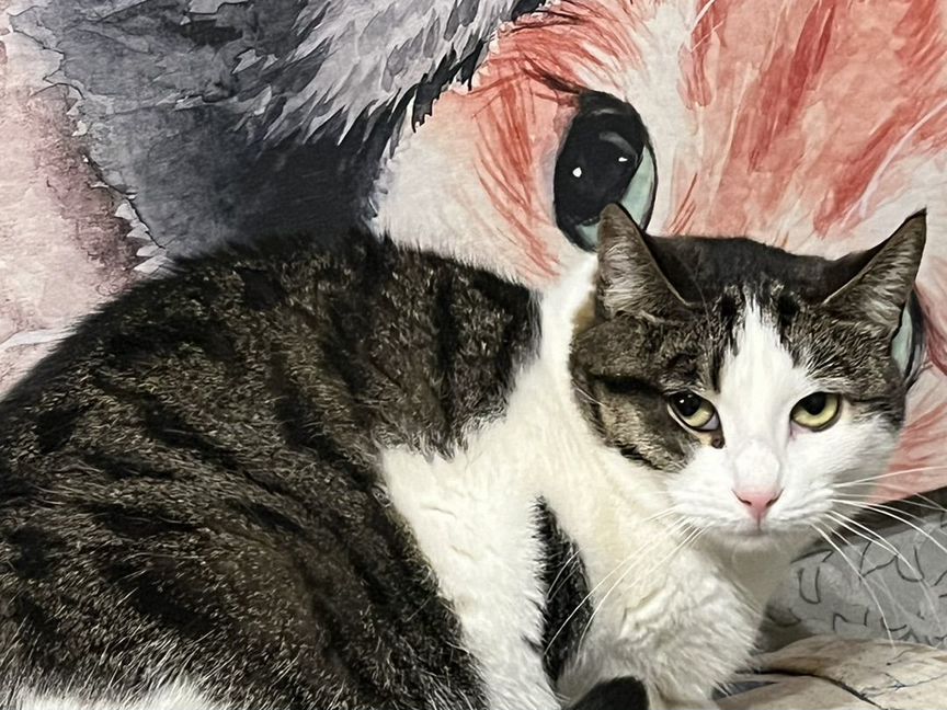 Кошка Лиза в добрые руки