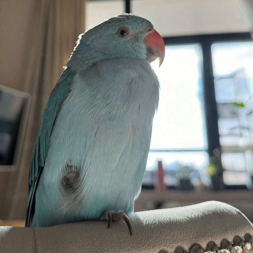 Попугай ожереловый