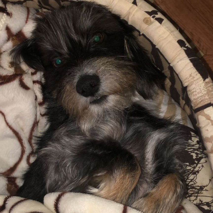 Такса, взрослый пёс