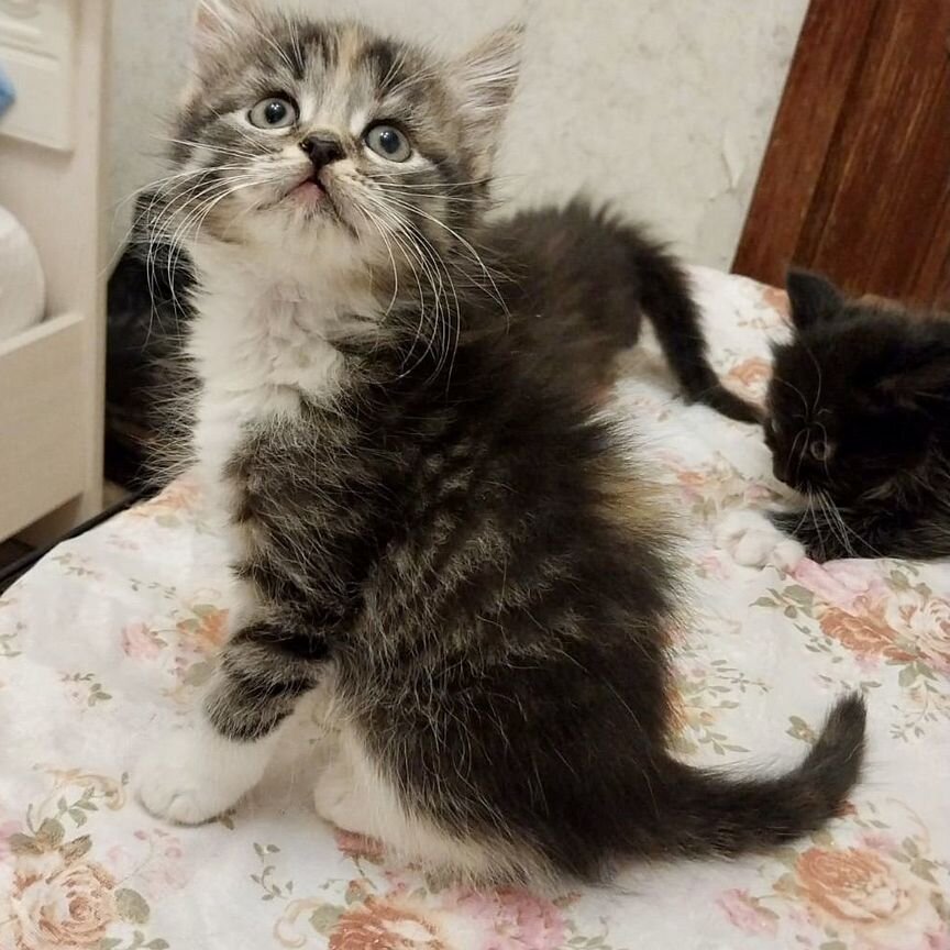 Забавные и ласковые котятки ищут дом