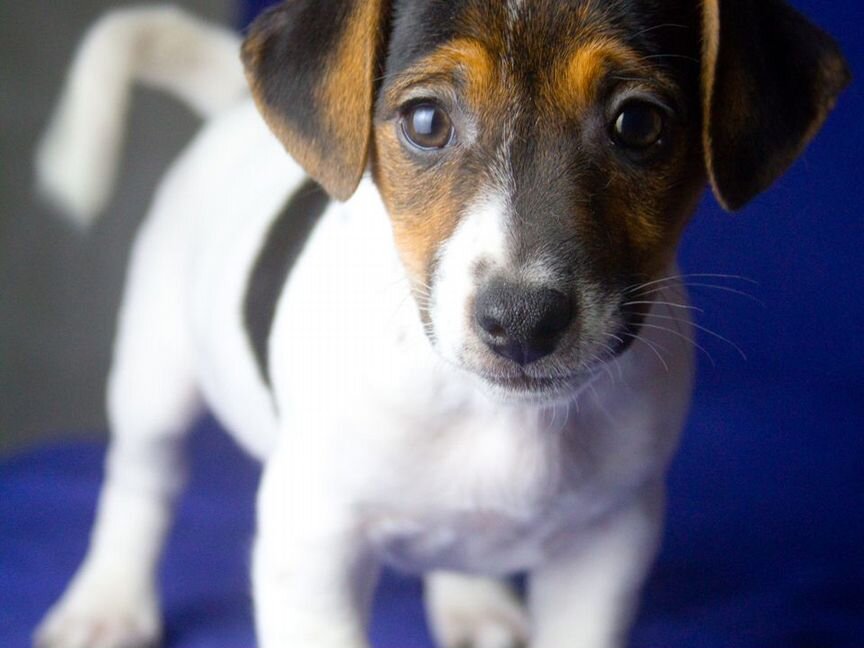 Две девочки триколор Джек Рассел