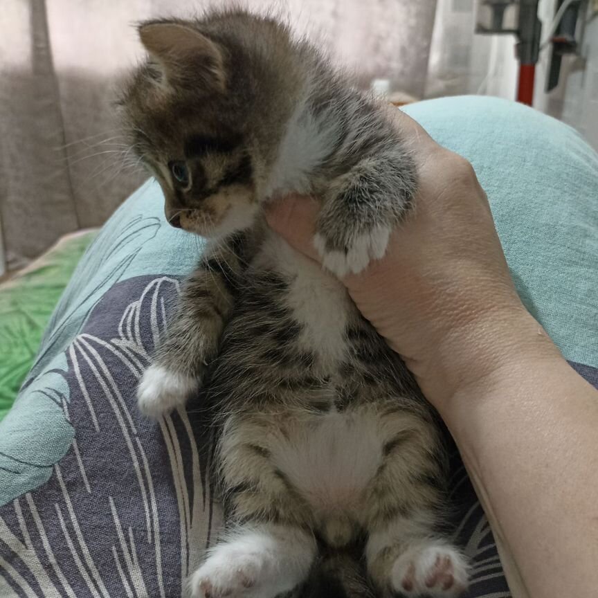 Шотландский вислоухий короткошёрстный котёнок