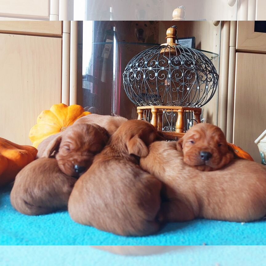 Щенки рыжего бретонского бассета
