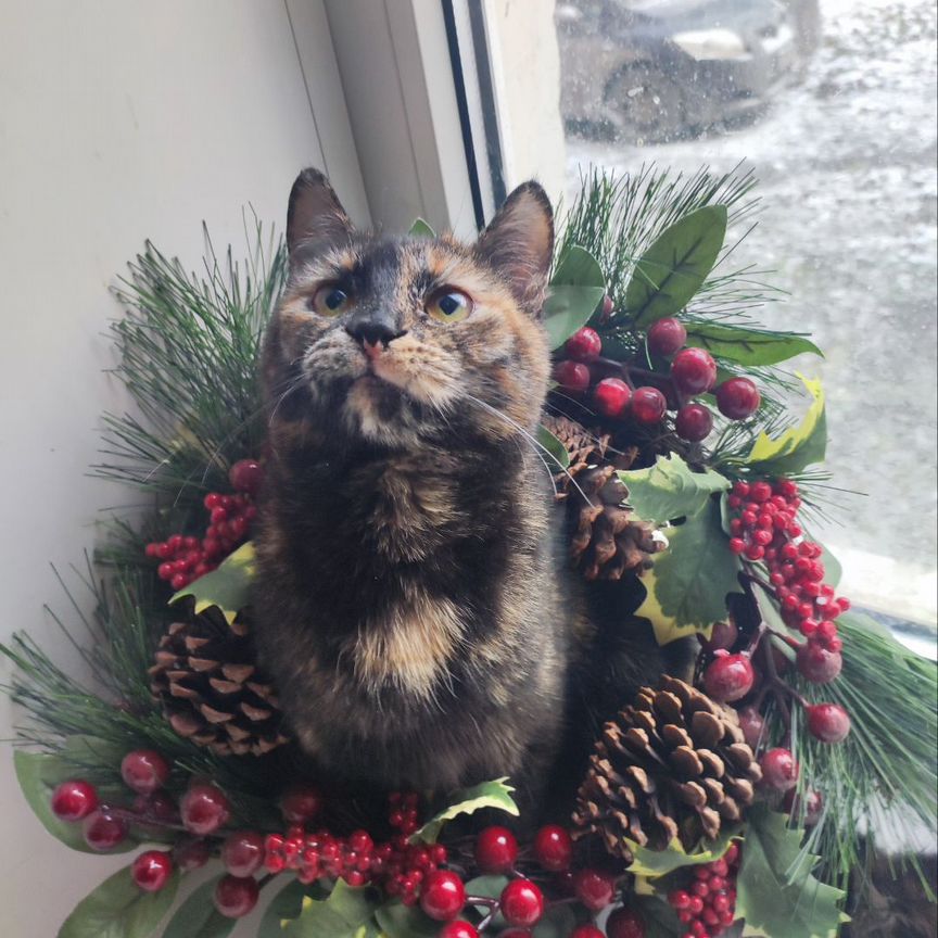 Котёнок