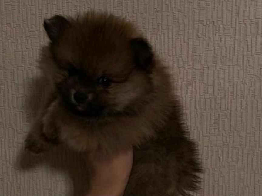 Померанский шпиц мини щенок