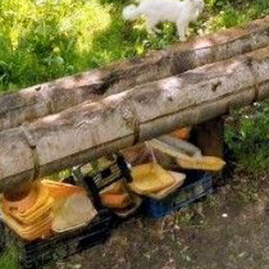Взрослая, кошка в добрые руки