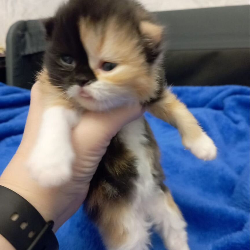 Персидская красотка