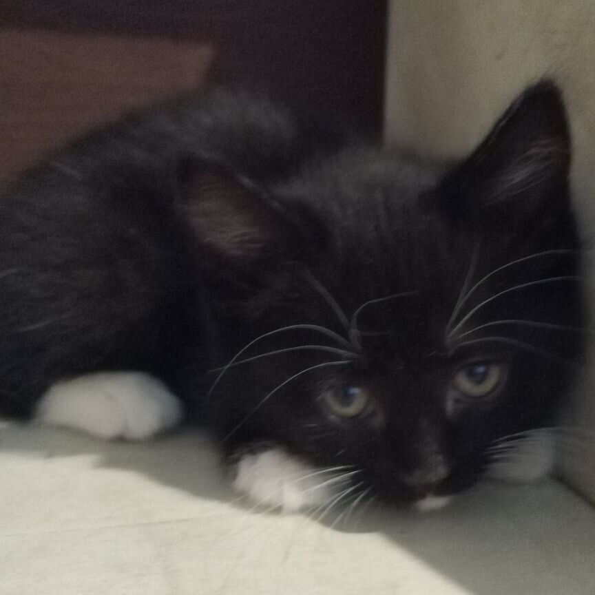 Котёнок в добрые руки