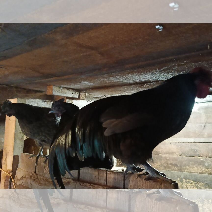 2 несушки и петух чёрные