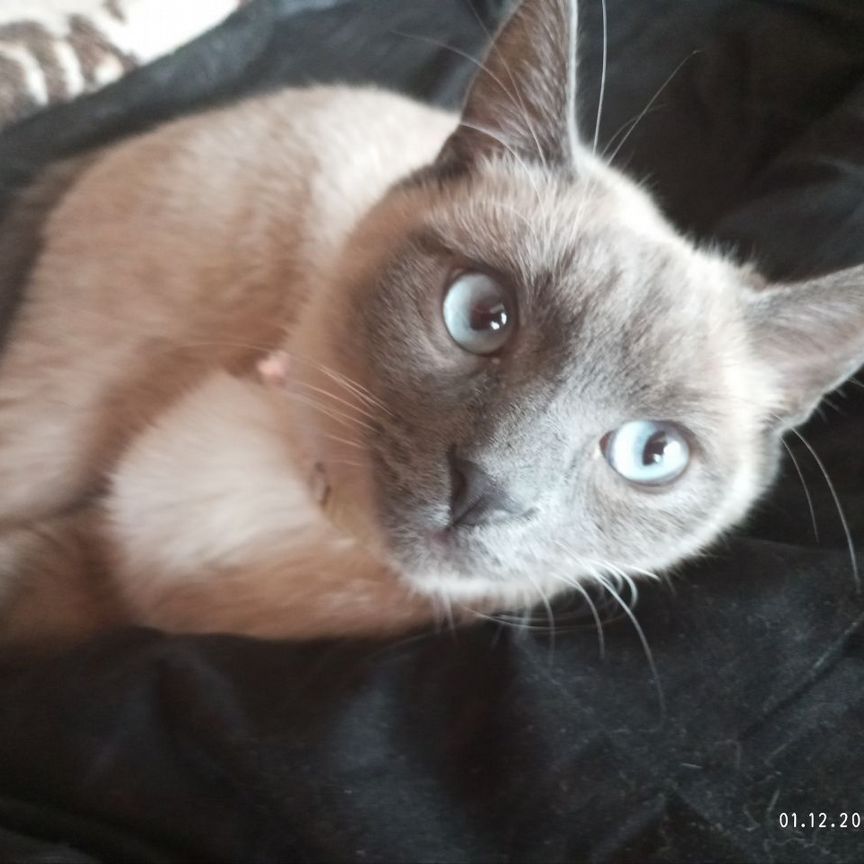 Сиамский кот
