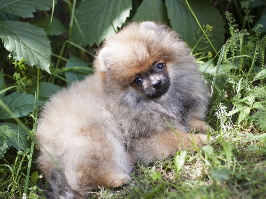 Померанский шпиц