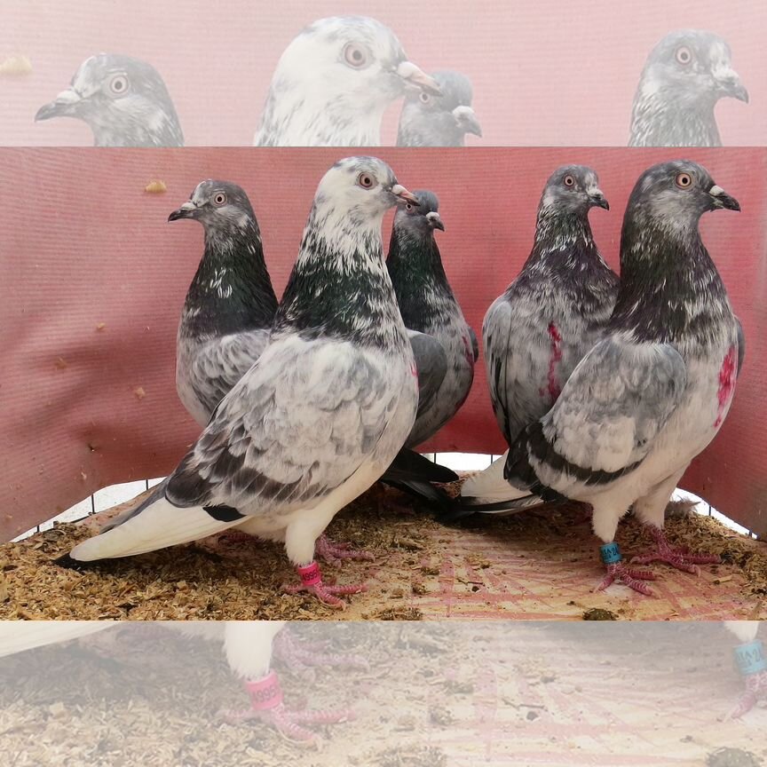 Голуби разные