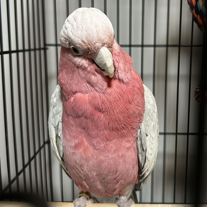 Попугай какаду гала