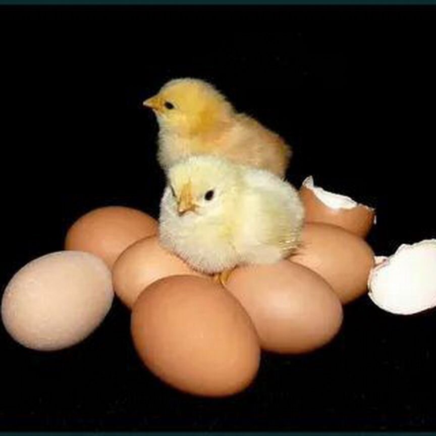 Инкубационное яйцо